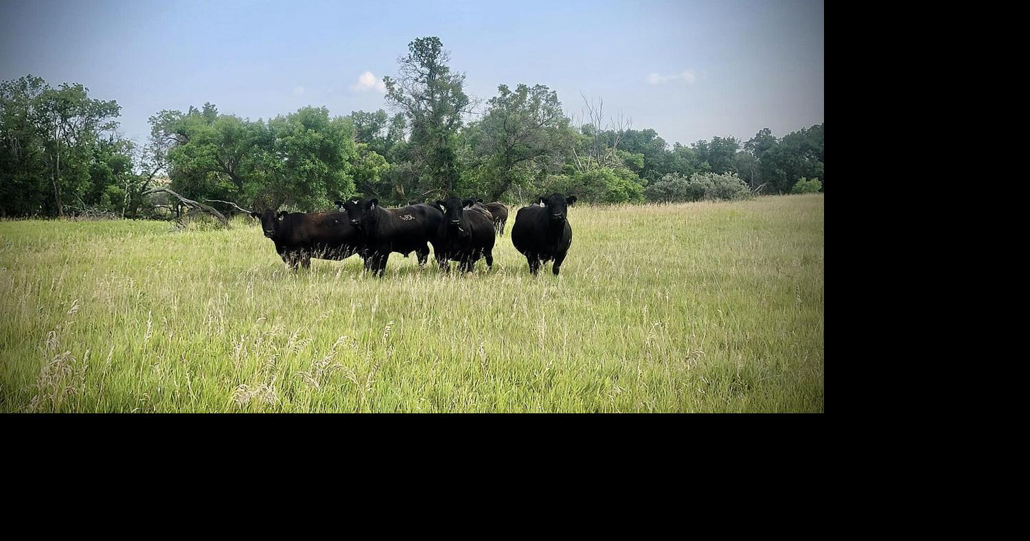 Wicks preparing for bull sale May 6, begin calving