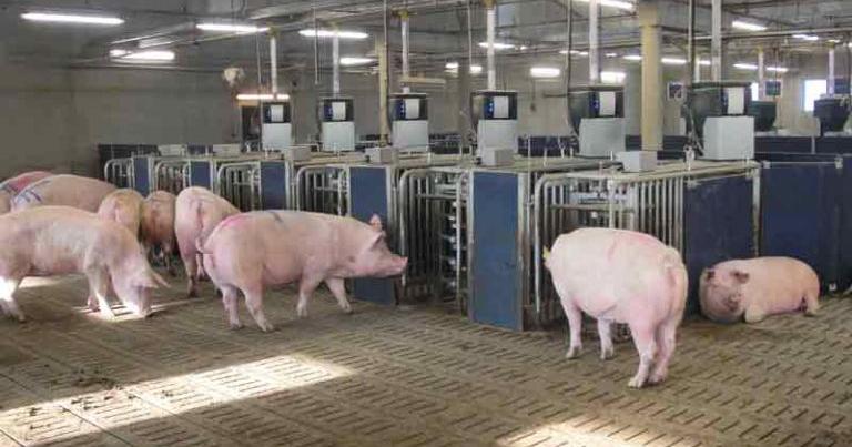 Nedap electronic sow feeding system a viable production option in the U.S.