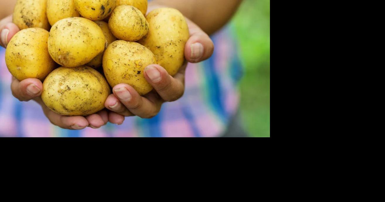 Dive deep into spuds industry – Part 1