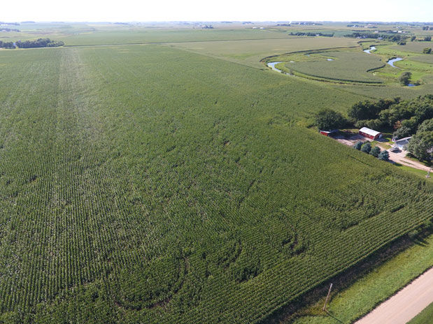 Crop Watcher: Green snap worse than first appeared