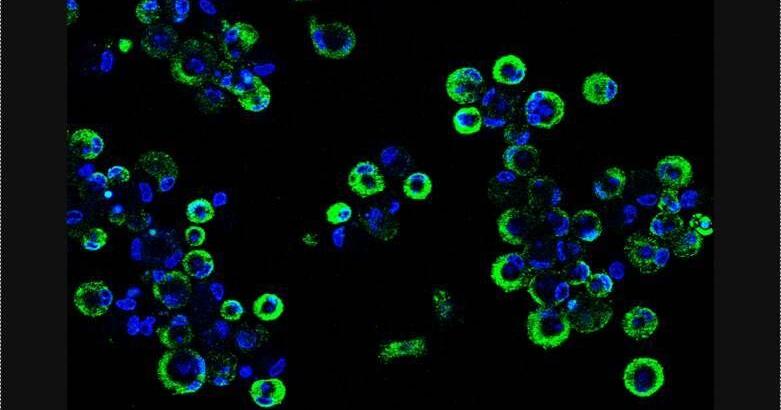 Vaccine manufacturer could turn the tide on ASF