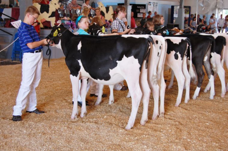 Dairy cattle showmanship contest and clinic to highlight Field of ...