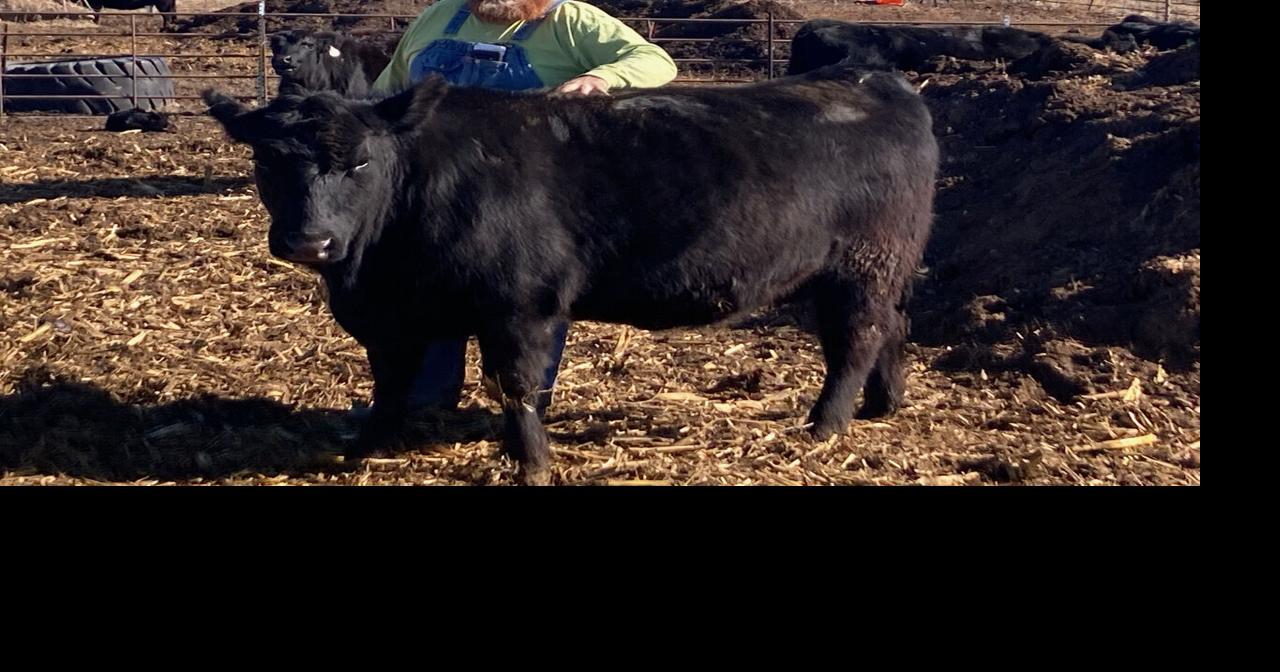 Culling plans in place as pastures stay dry at O'Dea Livestock