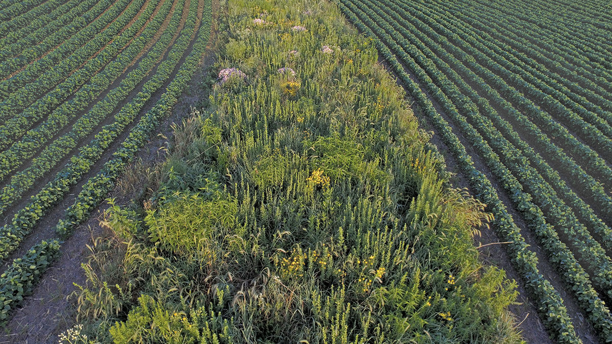 Prairie strips play multiple roles on farm