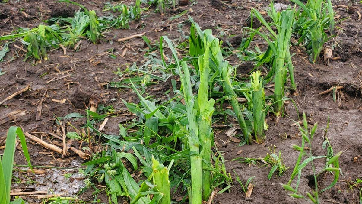 Potential still there for ‘pretty good’ crop in Illinois