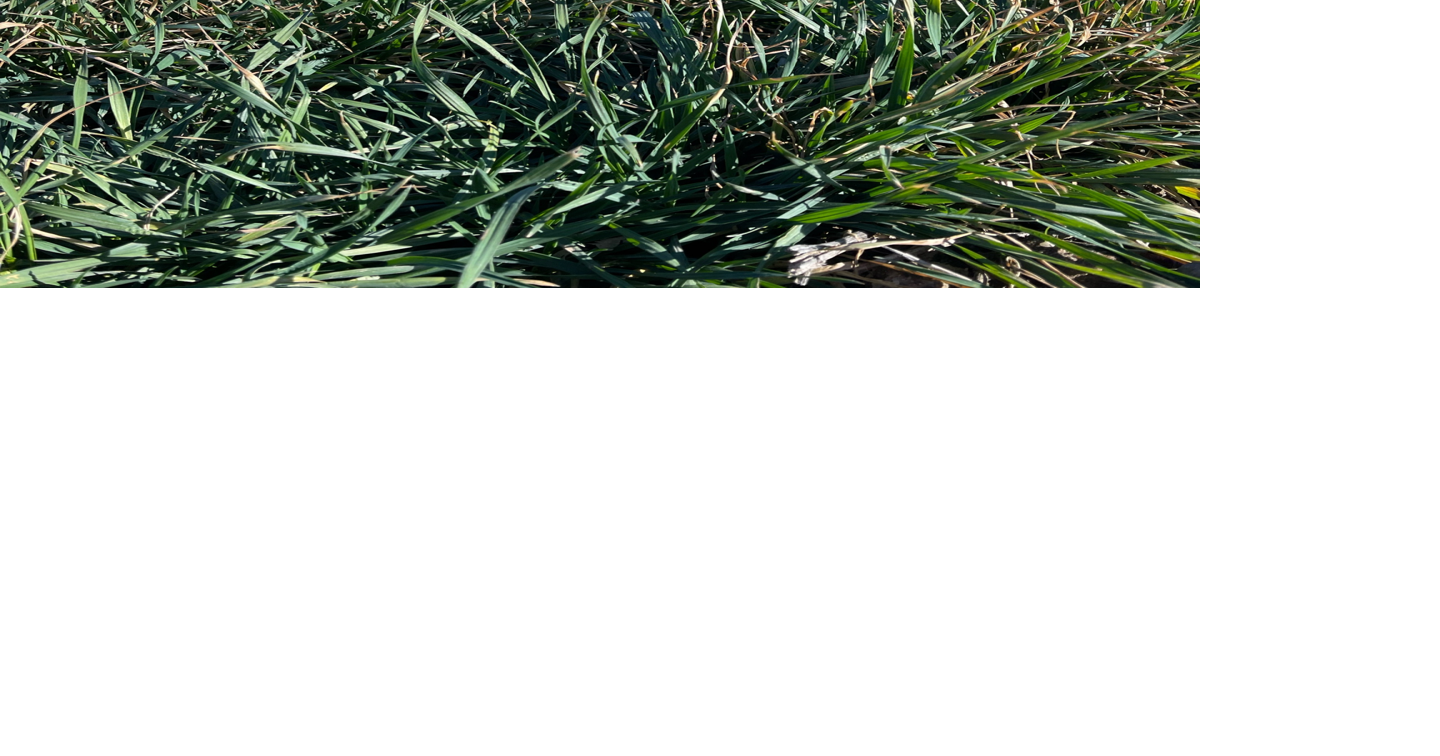 Spring moisture puts wheat growers on the lookout for head scab