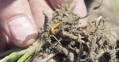Wireworms can cause damage across a large spectrum of crops