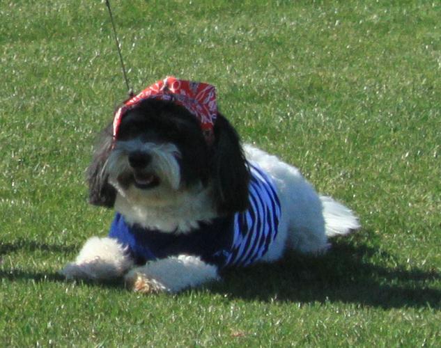 Ahwatukee Family Dog Show | Latest Slideshows | ahwatukee.com