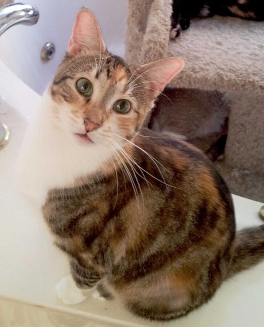 Siamese calico mix Ellie is sweet | Community Focus | ahwatukee.com