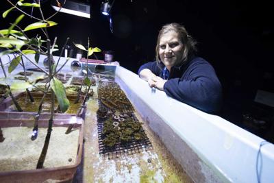 Ahwatukee aquarist on mission to save coral | Community Focus ...