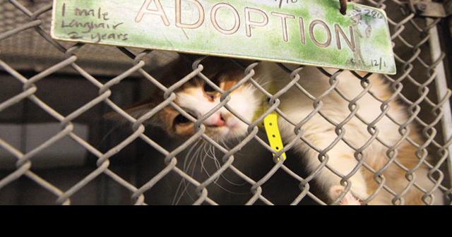 Animal euthanasia: Easy solution, difficult problem | Valley And State ...