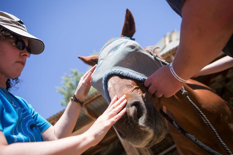 Photos: Wildhorse Ranch Rescue | Valley And State | ahwatukee.com