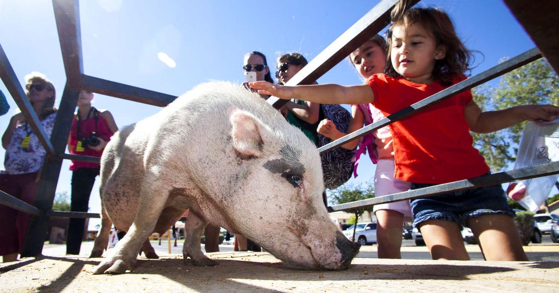 Lagos pupils paying up for pig peck | Community Focus | ahwatukee.com