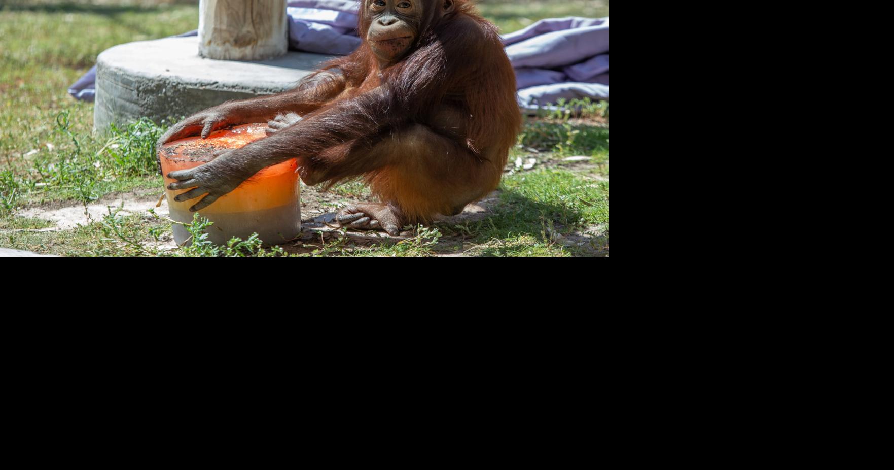 Phoenix Zoo uses popsicles to cool animals | Community Focus ...