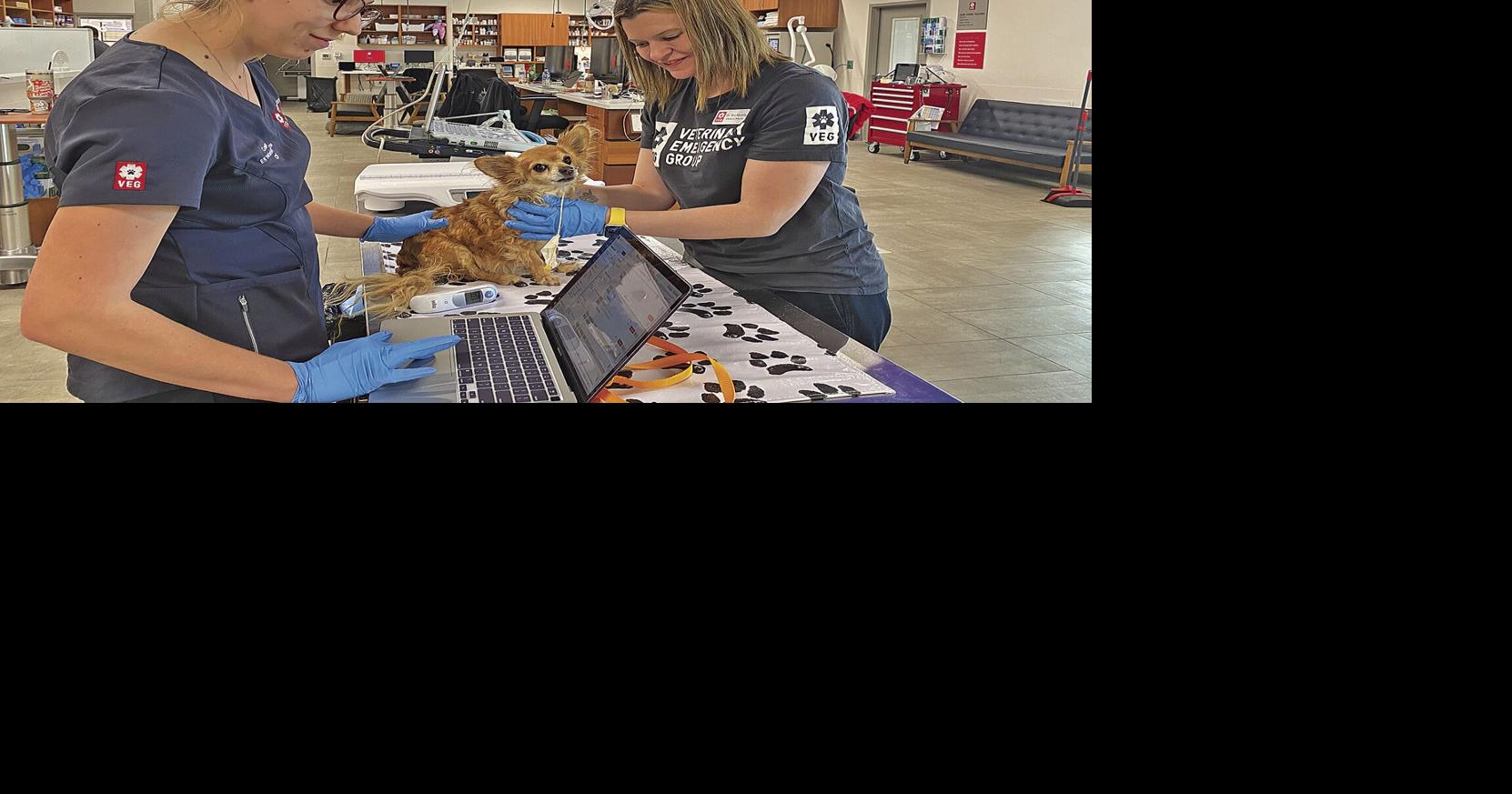 New ER vet lets people, pets stick together during visits | Business ...