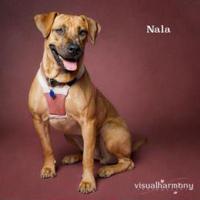 Nala seeks her perfect family | Community Focus | ahwatukee.com