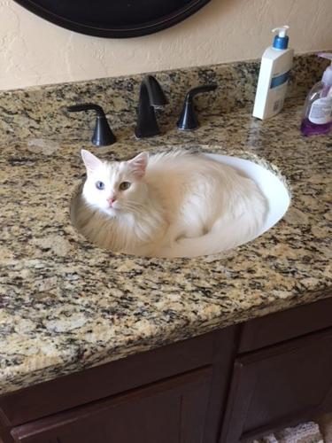 Someone to Love: Calm Rambo is good luck | Community Focus | ahwatukee.com