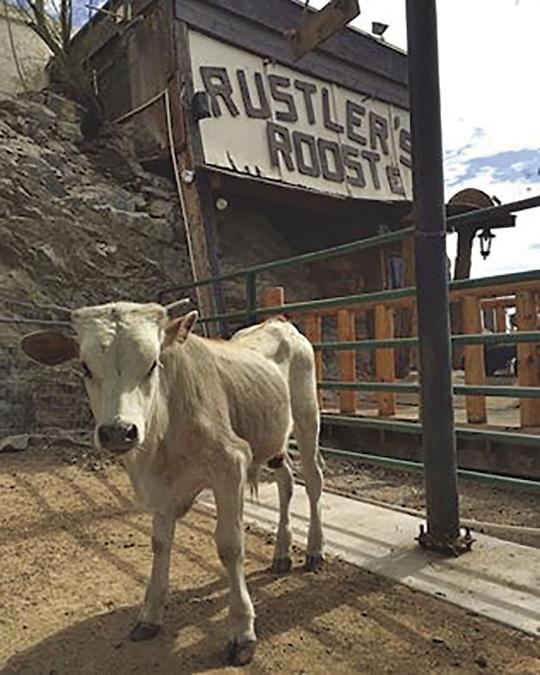 Rustler’s Rooste introduces baby bull, its sixth in a family tradition ...
