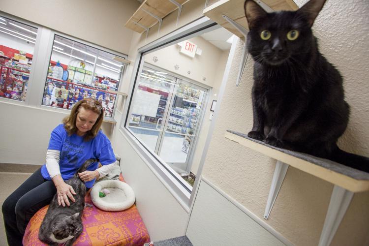 Furever Friends Rescue aids Valley animals | News | ahwatukee.com