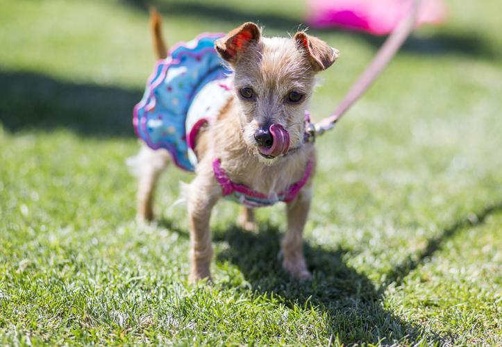 Ahwatukee Dog Show | Latest Slideshows | ahwatukee.com