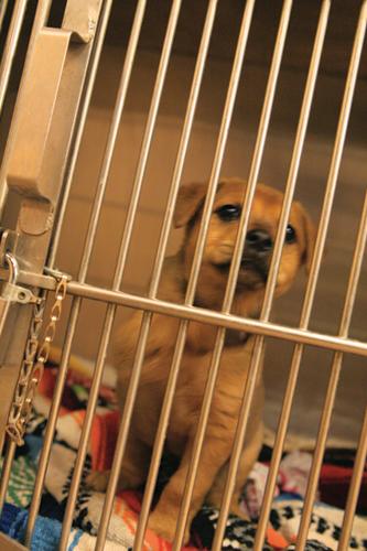 Animal euthanasia: Easy solution, difficult problem | Topstory ...