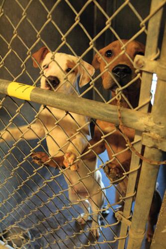 Animal euthanasia: Easy solution, difficult problem | Valley And State ...