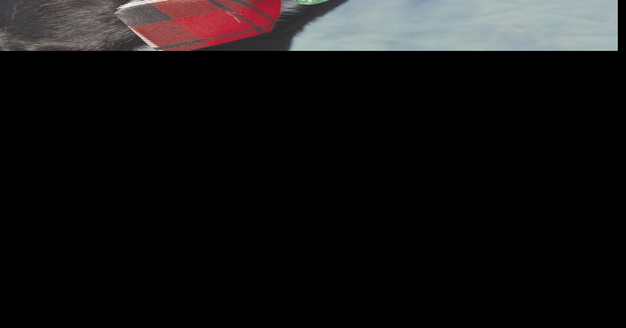 Sweet Gee is fun, playful | Community Focus | ahwatukee.com