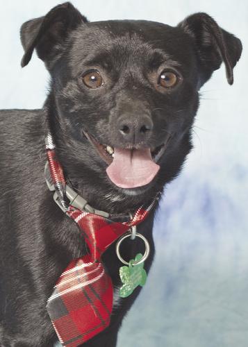 Sweet Gee is fun, playful | Community Focus | ahwatukee.com