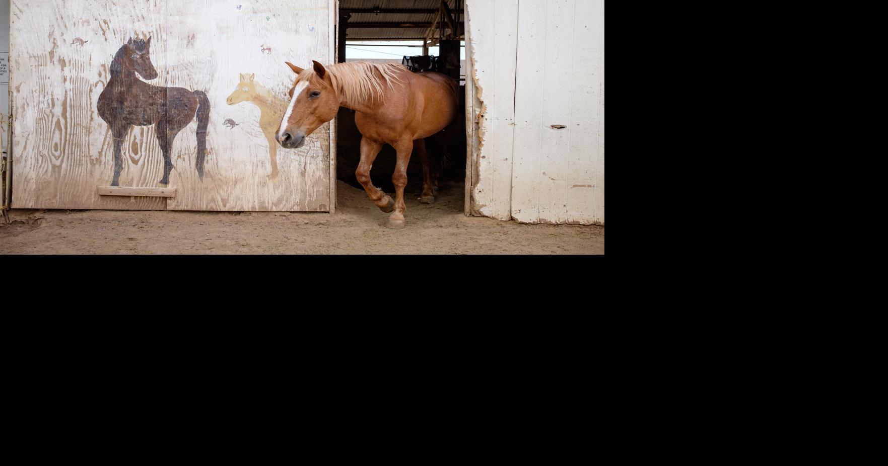 Photos: Wildhorse Ranch Rescue | Valley And State | ahwatukee.com