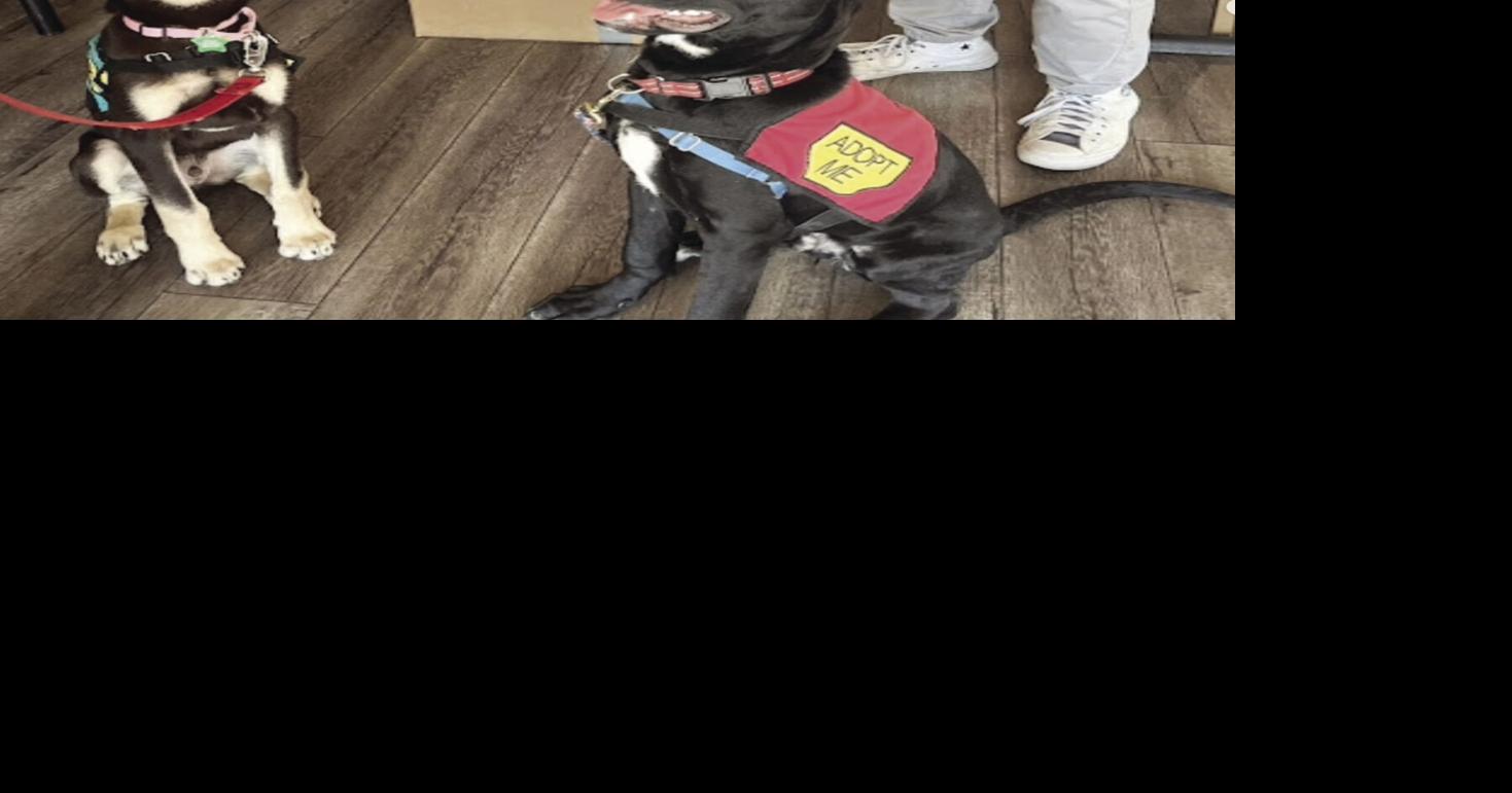 Animal rescue partners with 3 domestic violence shelters | News ...