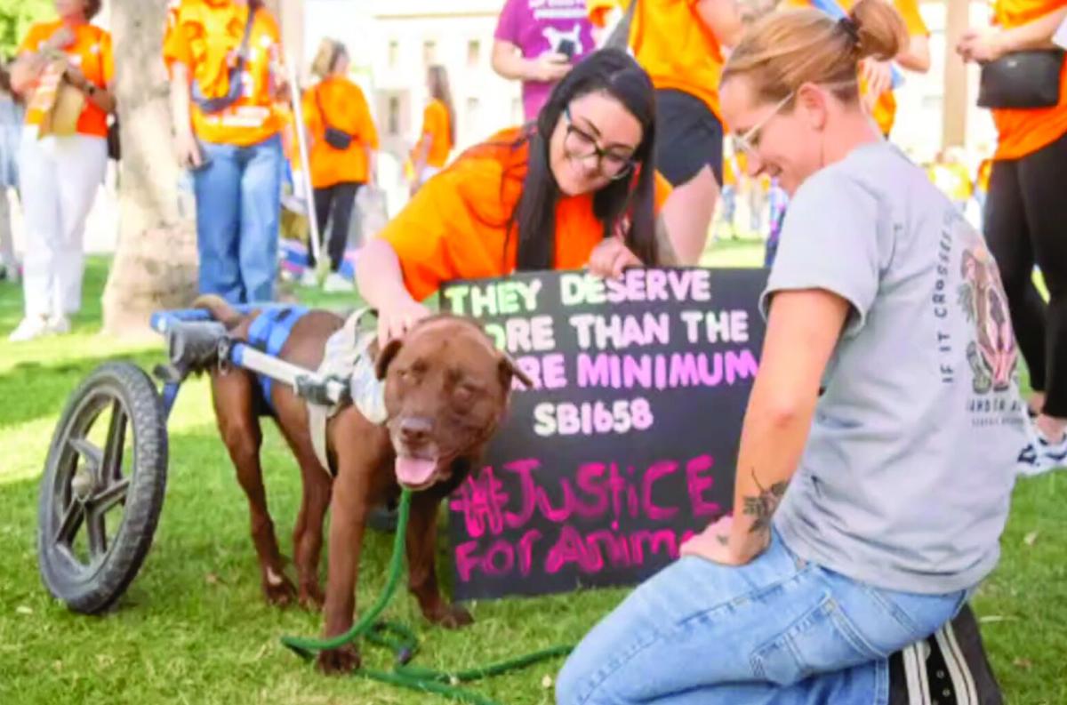 Staffing impairs Phoenix animal cruelty enforcement | News | ahwatukee.com