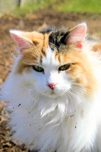 Altered Tails’ spay/neuter campaign for cats | Community Focus ...