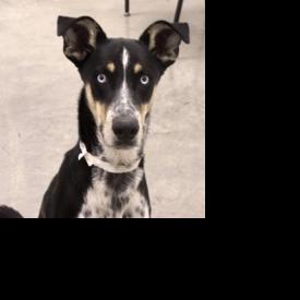 Anakin is one handsome dog | Community Focus | ahwatukee.com