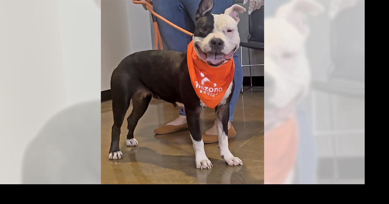 Inflation hits Valley animal shelters as adoptions fall | Community ...