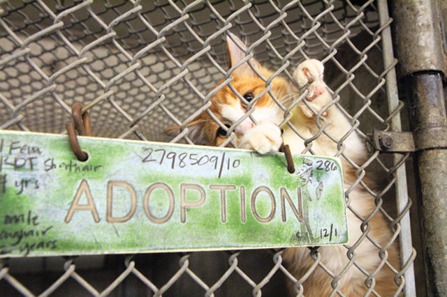 Animal euthanasia: Easy solution, difficult problem | Valley And State ...