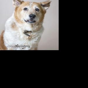 Boomer is a sweet, gentle guy | Community Focus | ahwatukee.com