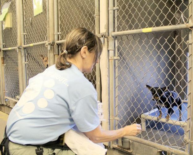 A day in the life of Maricopa County Animal Care and Control’s ...