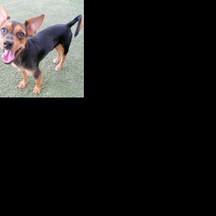 Rascal has a great personality | Community Focus | ahwatukee.com