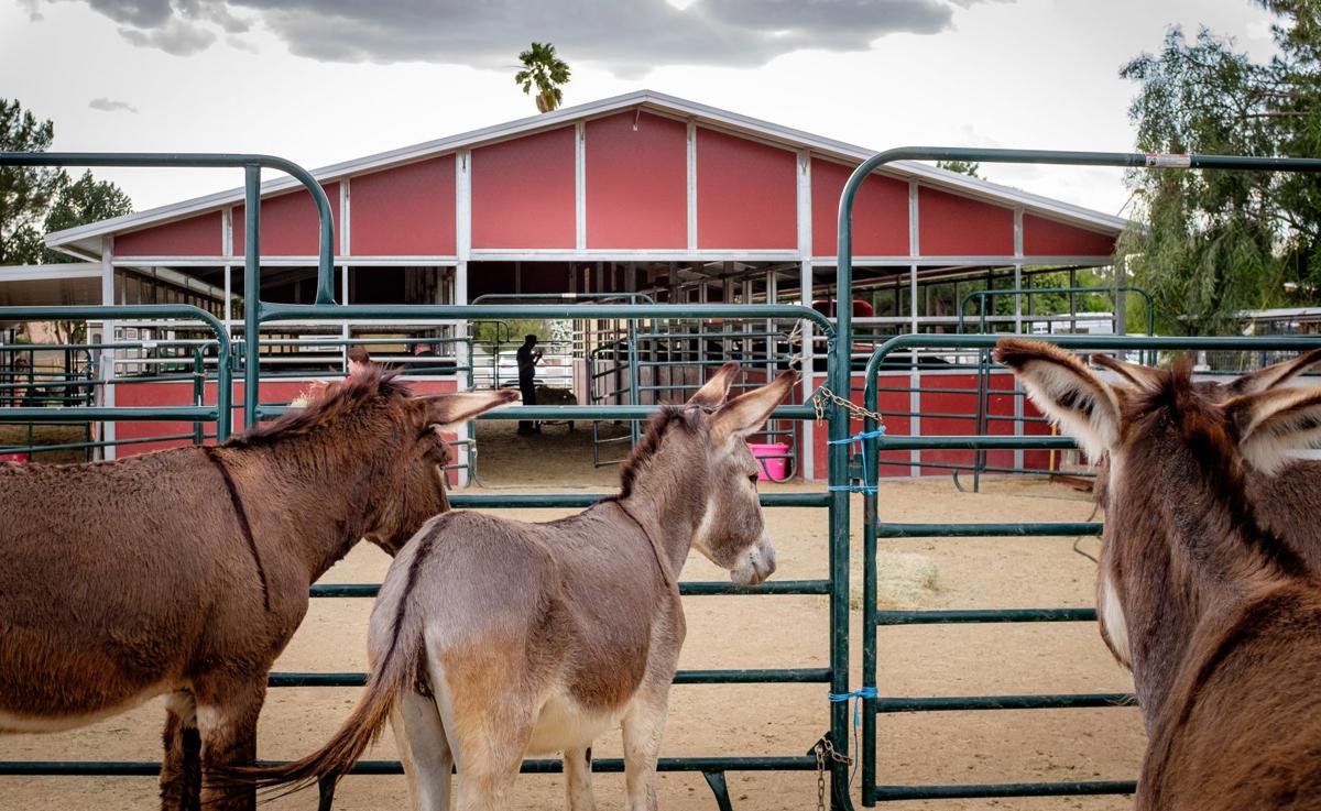 Photos: Wildhorse Ranch Rescue | Valley And State | ahwatukee.com