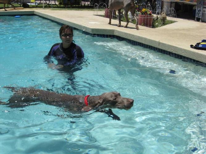 swimming pool for dogs and owners