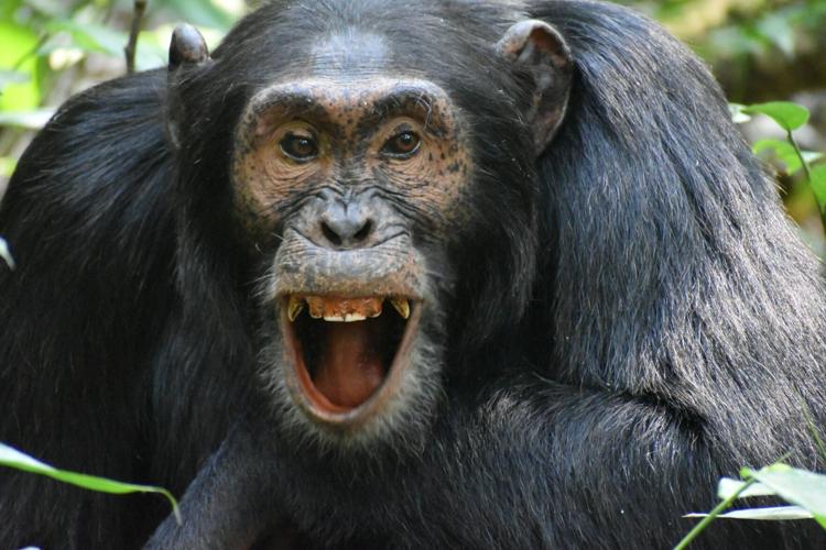 Scientists find out why chimpanzees kill their neighbors | National ...