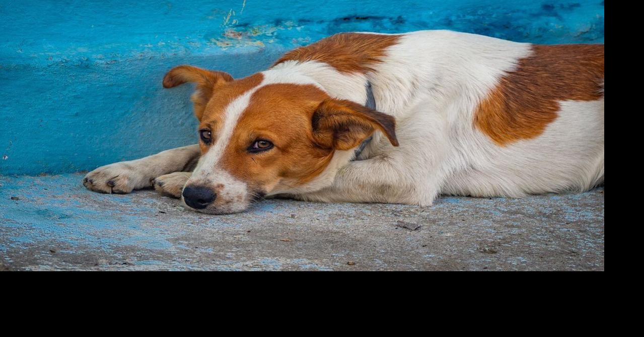 Shorter strides may be early warning sign of dementia in dogs | Health ...