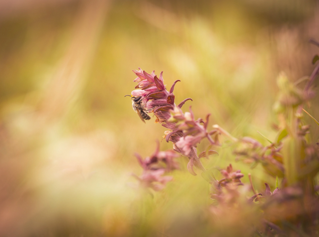 Rare bee species reappears in biodiversity win | National | albianews.com