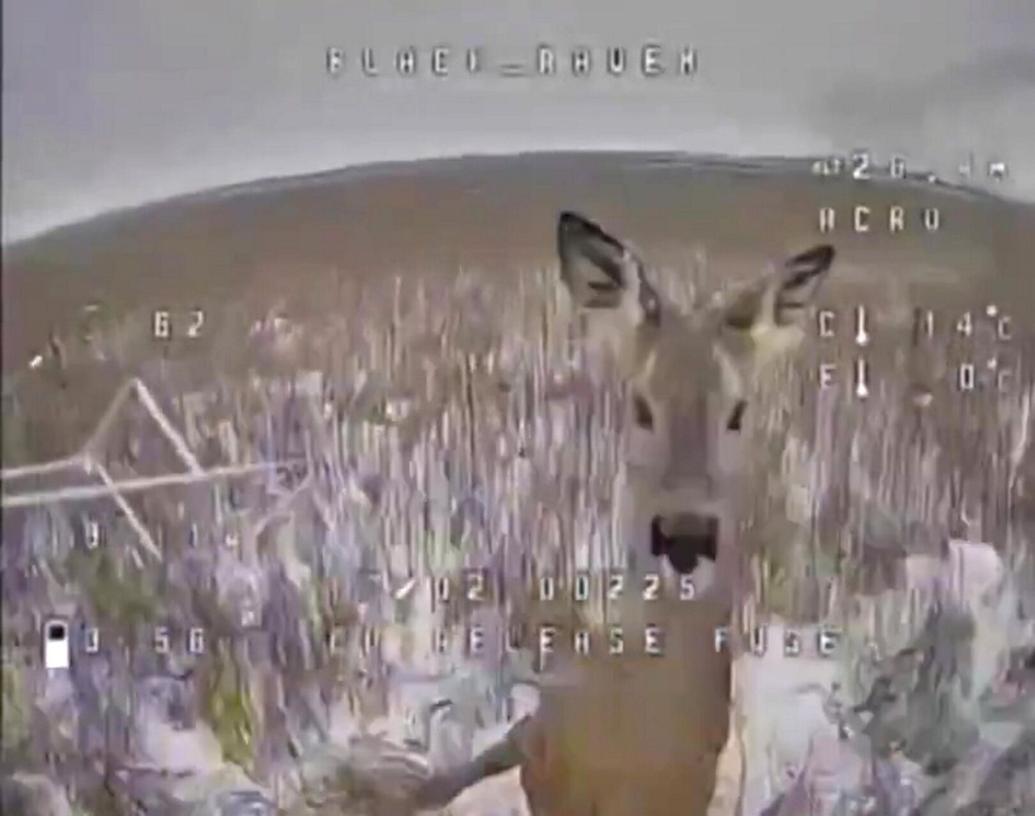 Deer has close call with Ukrainian drone | National | albianews.com