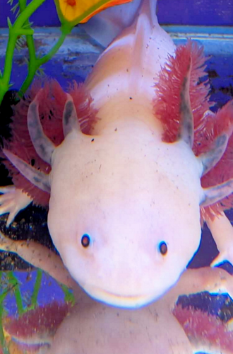Thousands of axolotls abandoned after Minecraft, Fortnite boom ...