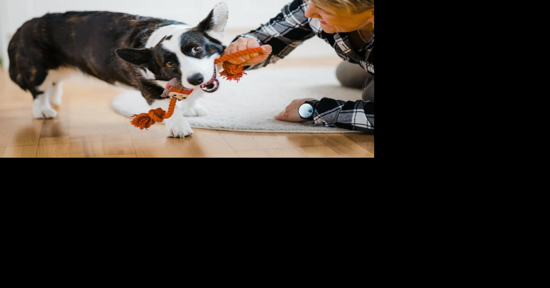Want to be closer to your dog? Study says play more | National ...