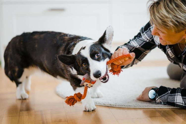 Want to be closer to your dog? Study says play more | National ...