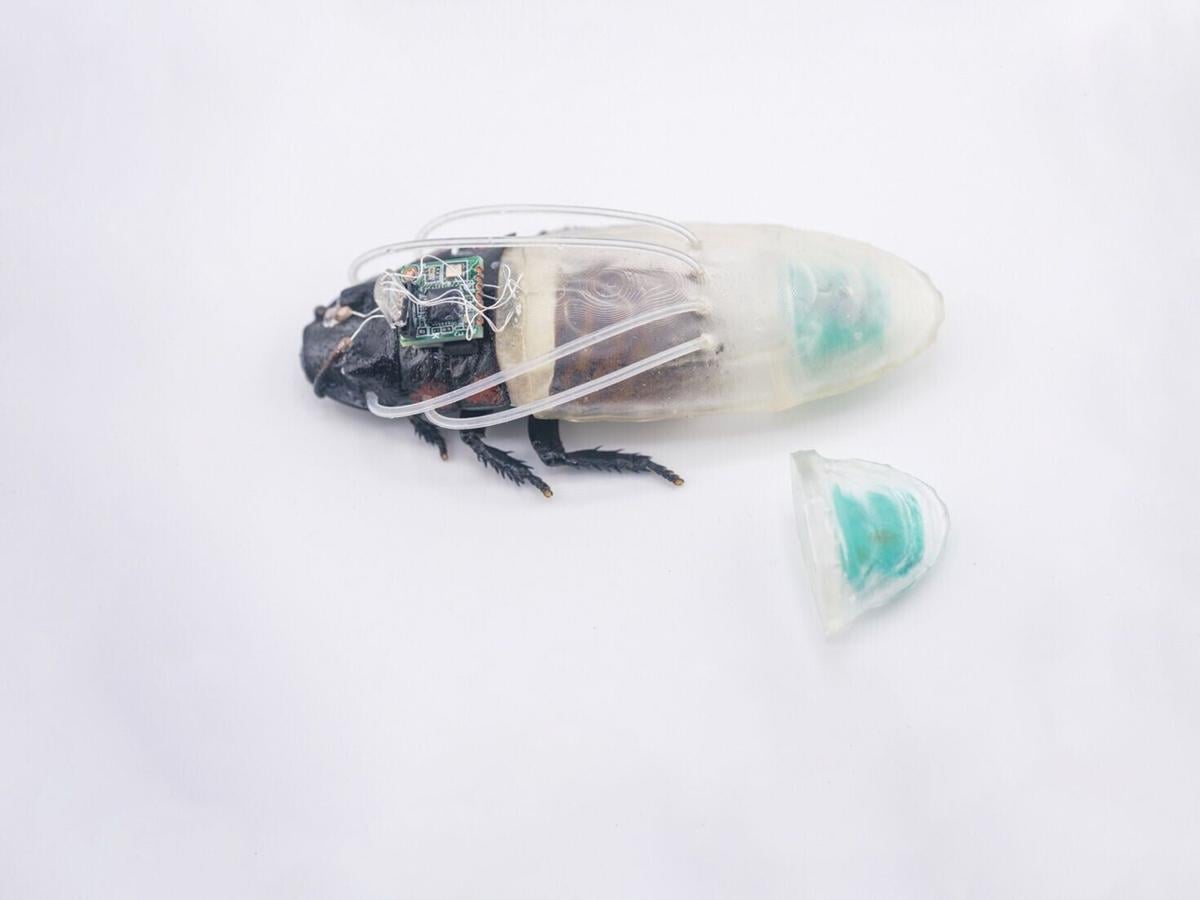 ‘Cyborg cockroaches’ get suits for rescue missions | National ...