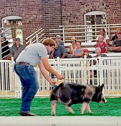 Moravia area youths excel at Iowa State Fair | Moravia | albianews.com