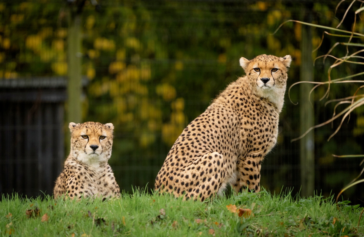 cheetahs ringwood